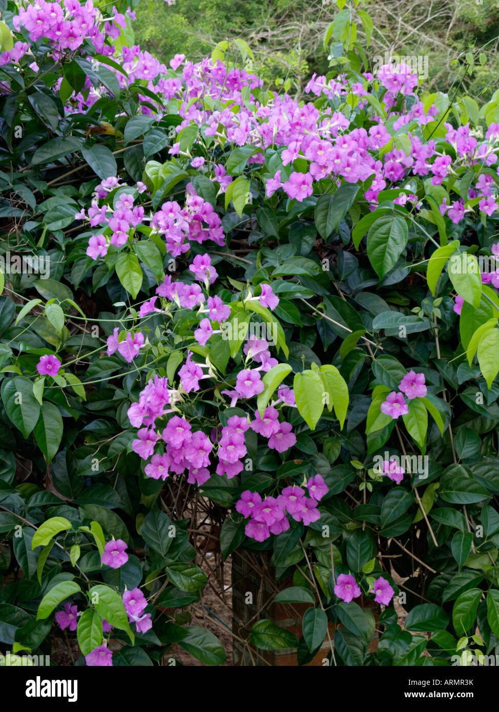 Glow vine (Saritaea magnifica Stock Photo - Alamy