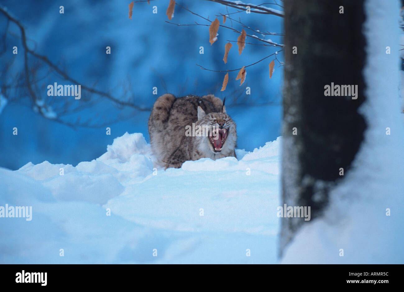 Eurasian lynx (Lynx lynx), growling in snow, Germany, Bavaria, NP ...