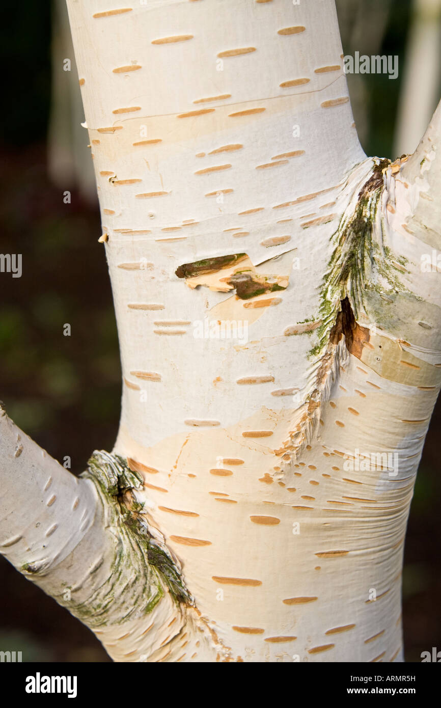 Ornamental birch tree hi-res stock photography and images - Alamy