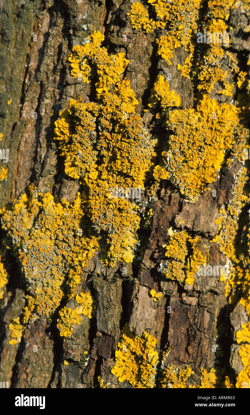 common orange lichen, yellow scale, maritime sunburst lichen (Xanthoria ...