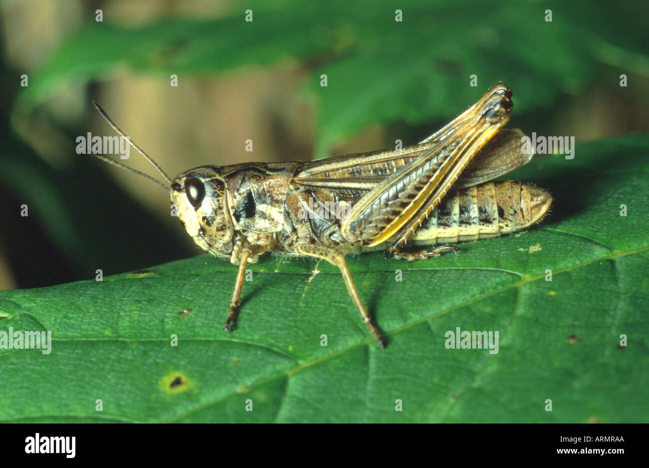 Gomphocerus sibiricus hi-res stock photography and images - Alamy
