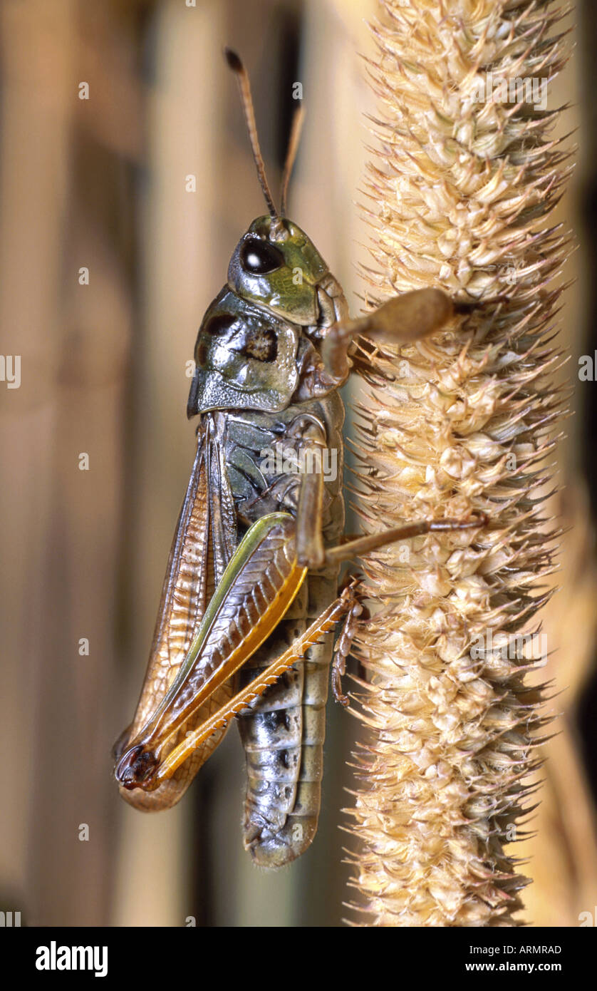 club-legged grasshopper, Sibirian grasshopper (Gomphocerus sibiricus ...
