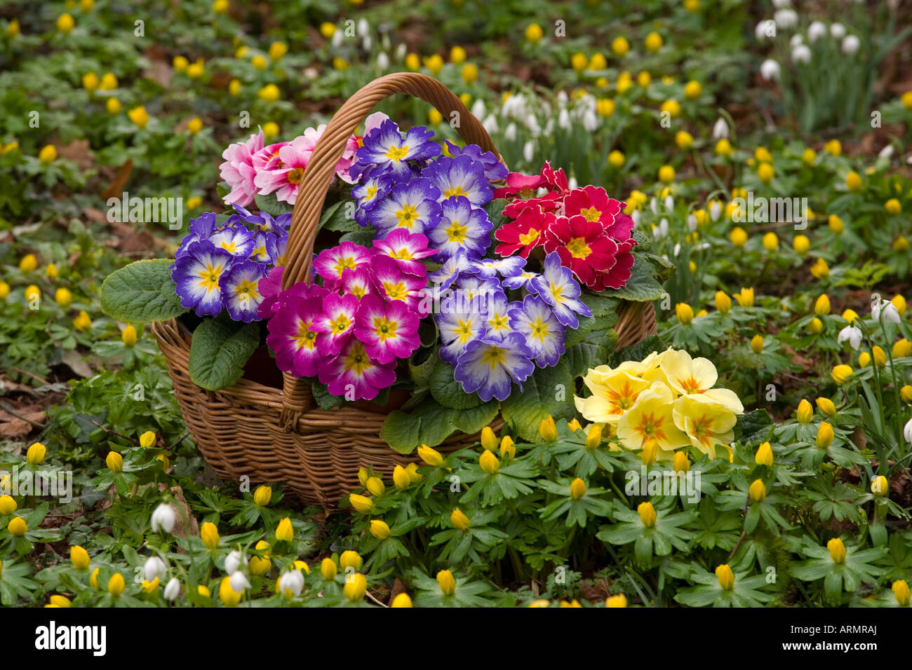 Polyanthus plants in pots hi-res stock photography and images - Alamy