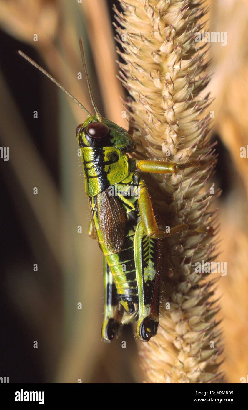 green mountain grasshopper,Alpine migratory grasshopper (Miramella ...