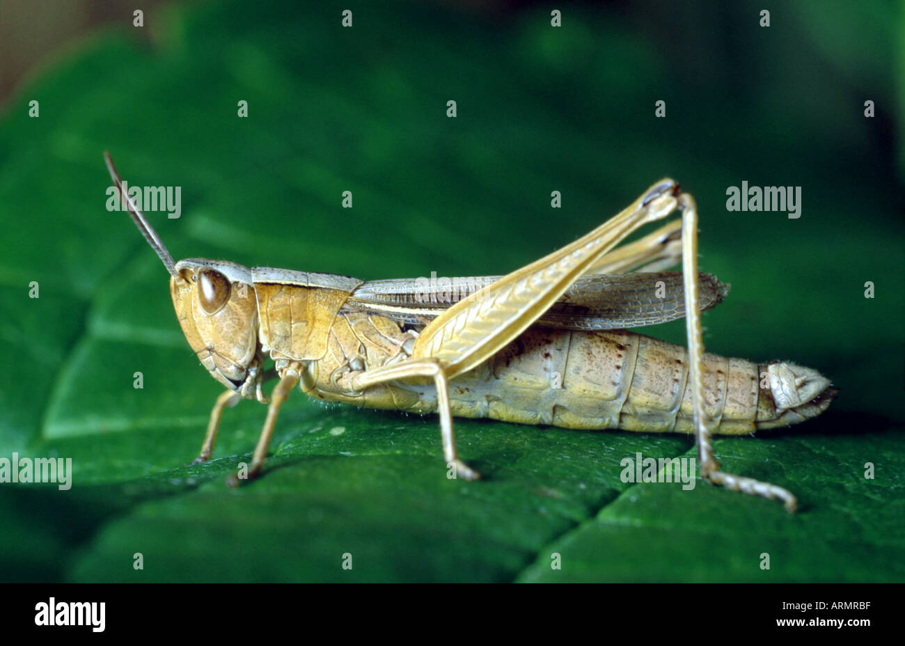 straw-coloured grasshopper (Euchorthippus pulvinatus), female, Italy ...