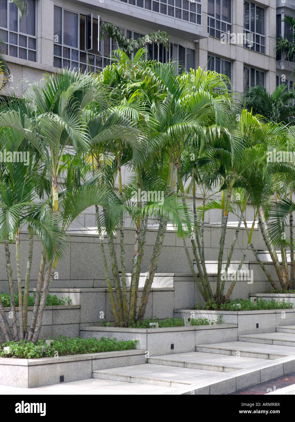 Butterfly palm (Dypsis lutescens syn. Chrysalidocarpus lutescens ...