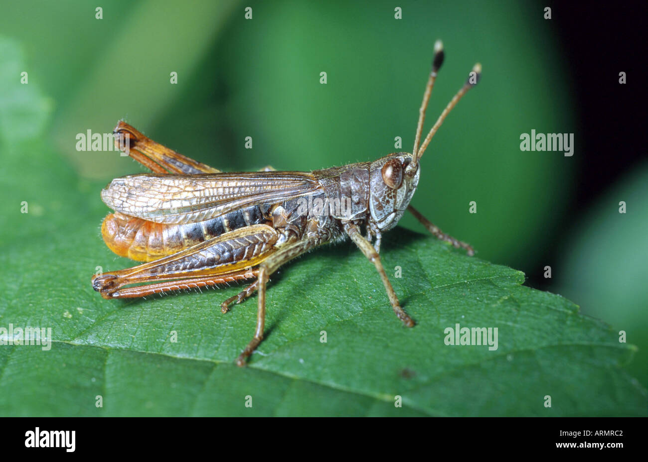 Bavarian grasshopper hi-res stock photography and images - Alamy