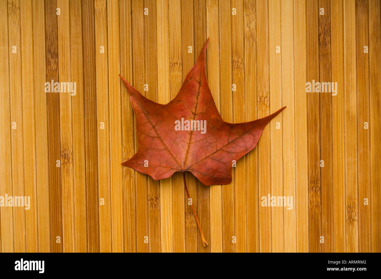 Fall leaf on bamboo Stock Photo - Alamy