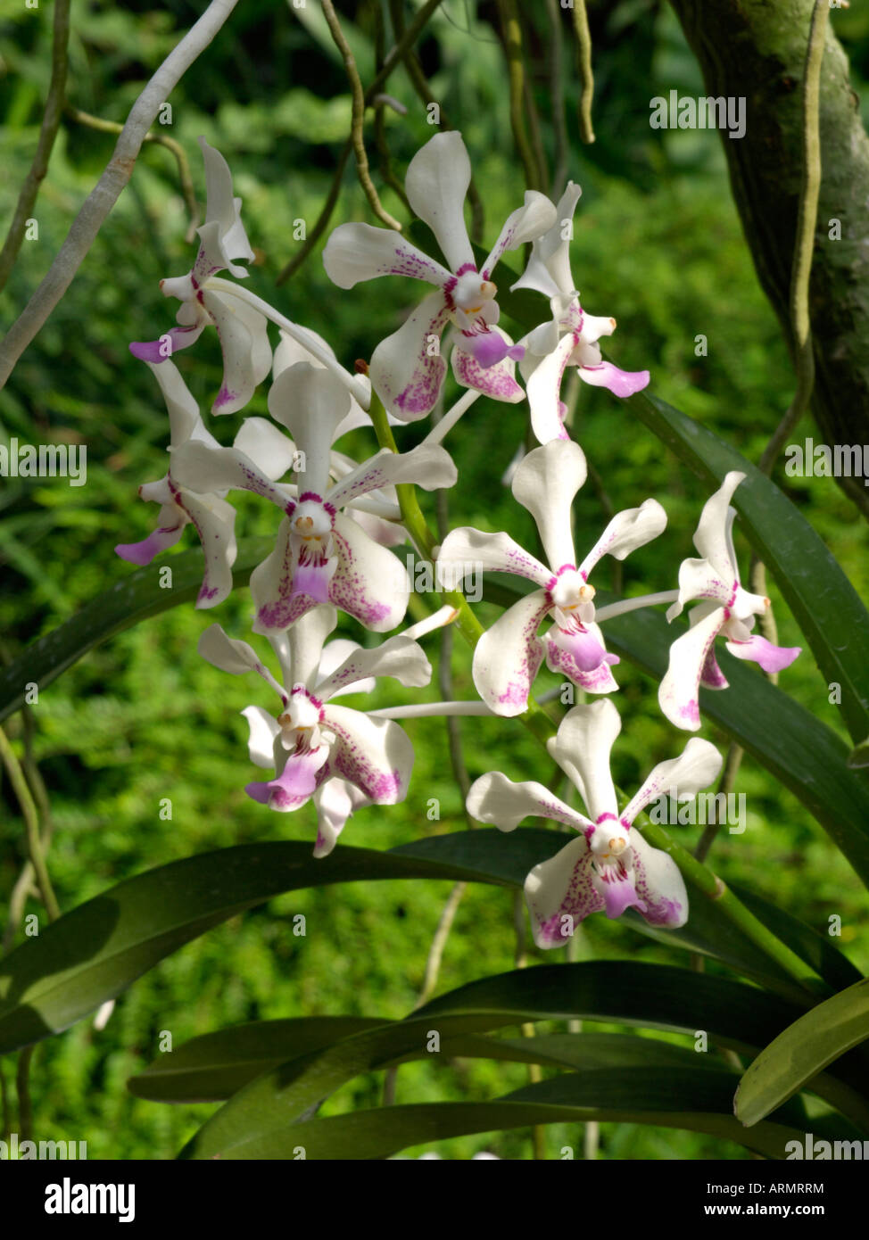 Vanda hybrid flower hi-res stock photography and images - Alamy