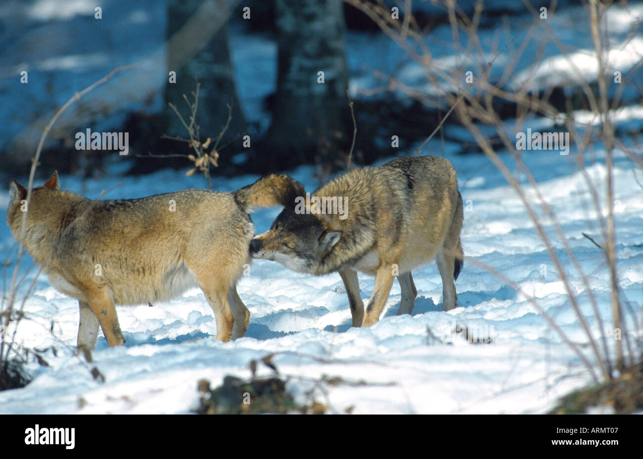 Proofs if the female is in heat hi-res stock photography and images - Alamy