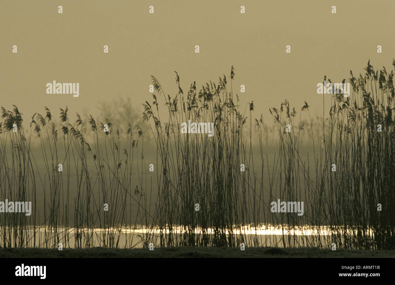 common reed (Phragmites australis), at dawn, Germany Stock Photo - Alamy