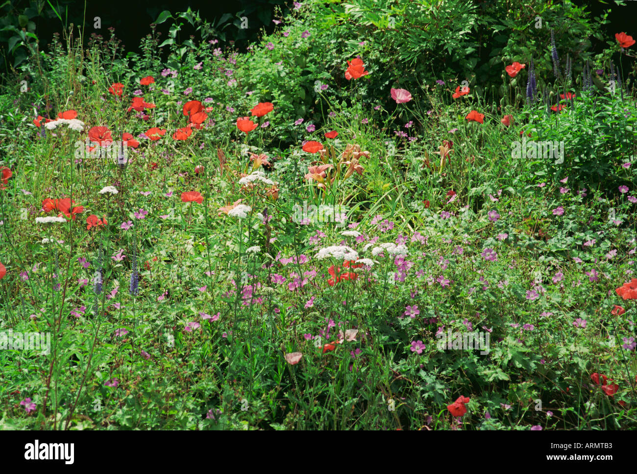 A wild English garden Stock Photo - Alamy
