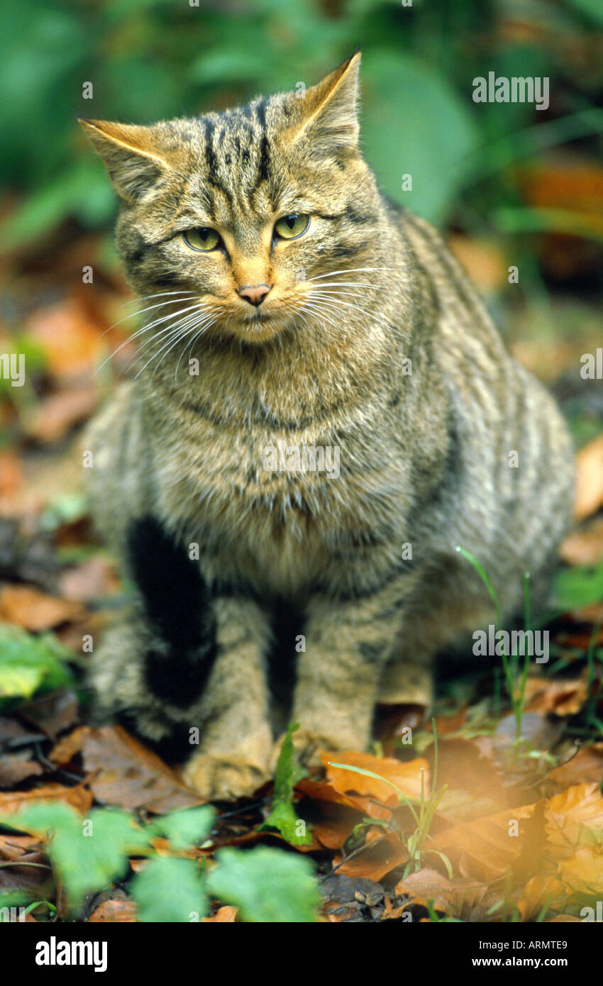 European wildcat, forest wildcat (Felis silvestris silvestris), Germany ...
