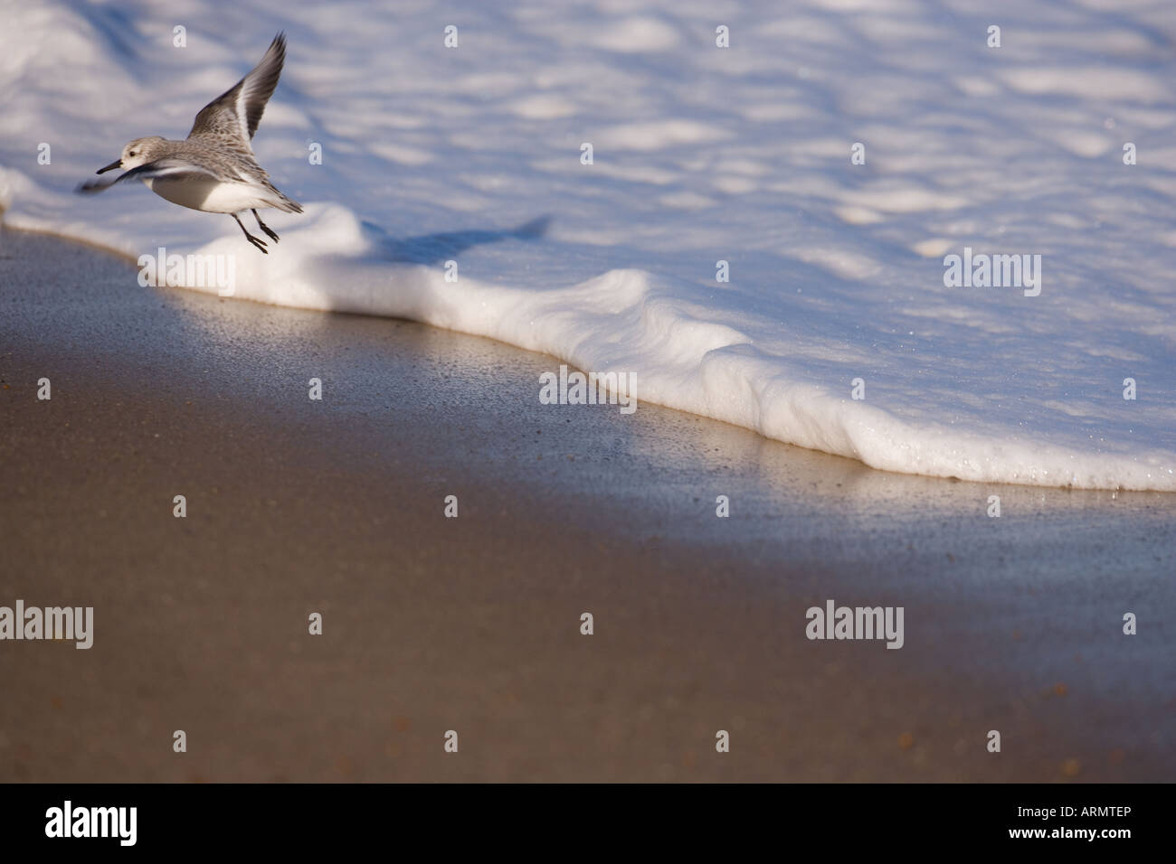 Sanderling Calidris alba Flying Stock Photo - Alamy