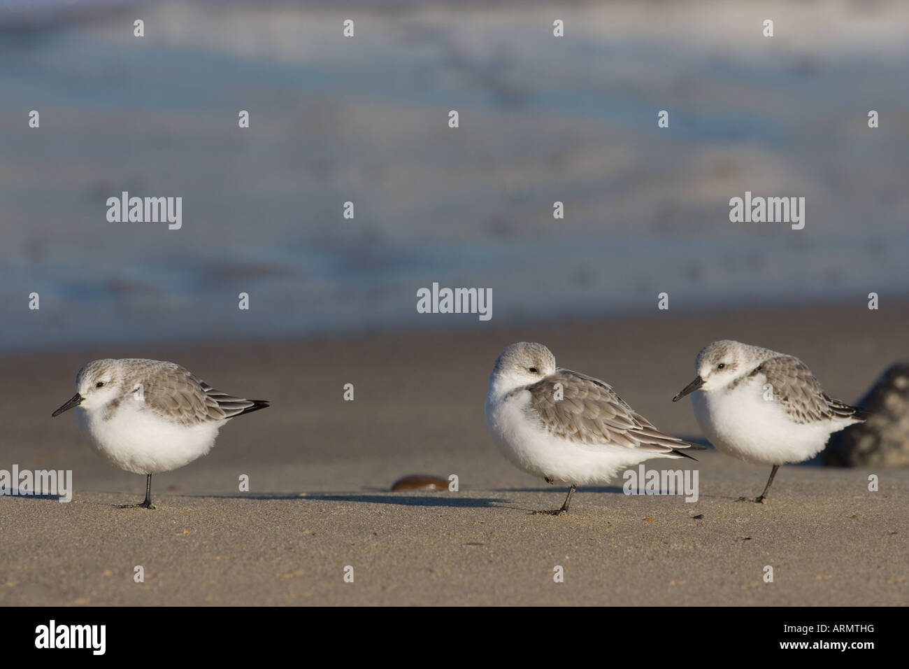 Sanderling Calidris alba feeding on North Norfolk Beach in Winter Stock ...