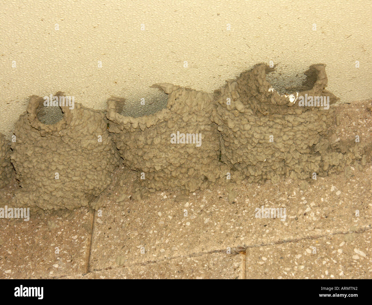 Barn swallow nests Stock Photo - Alamy