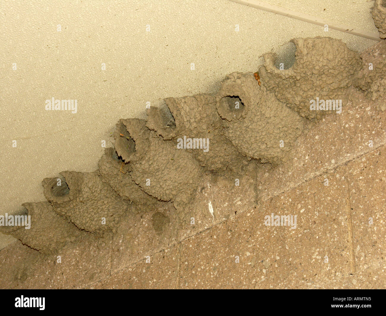 Barn swallow nests Stock Photo - Alamy
