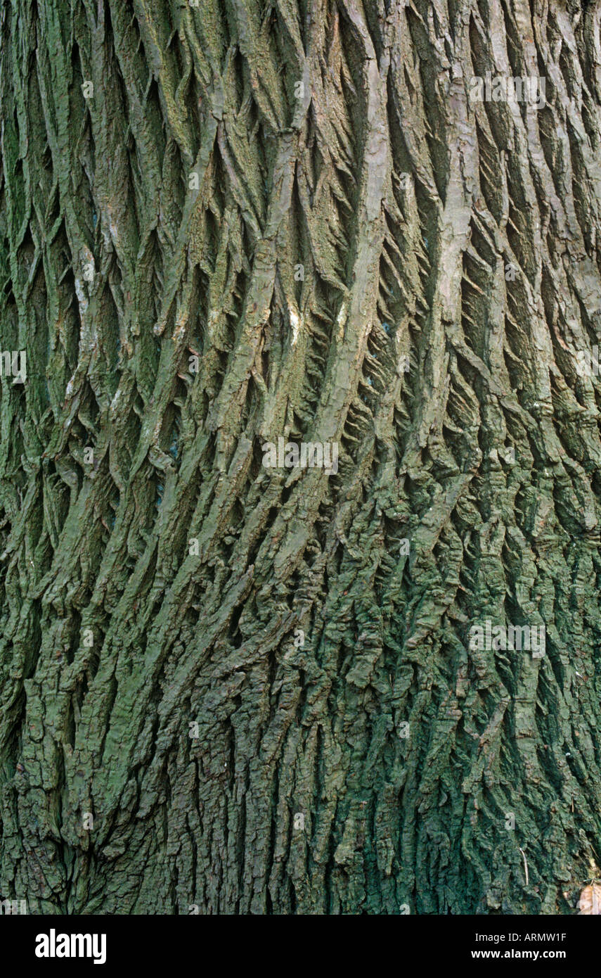 Close up sweet chestnut tree bark hi-res stock photography and images ...