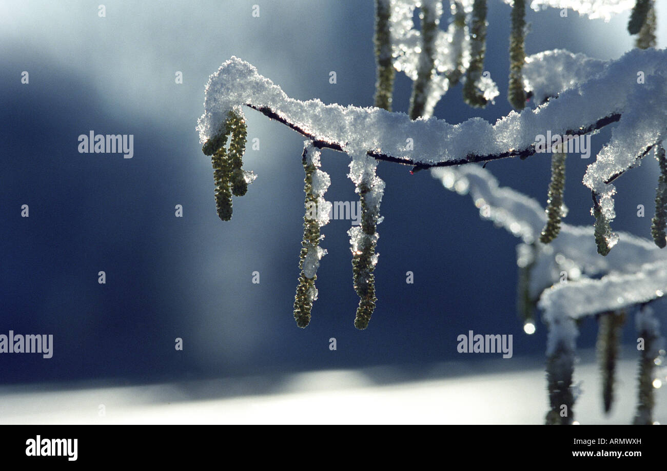 Late ice hi-res stock photography and images - Alamy
