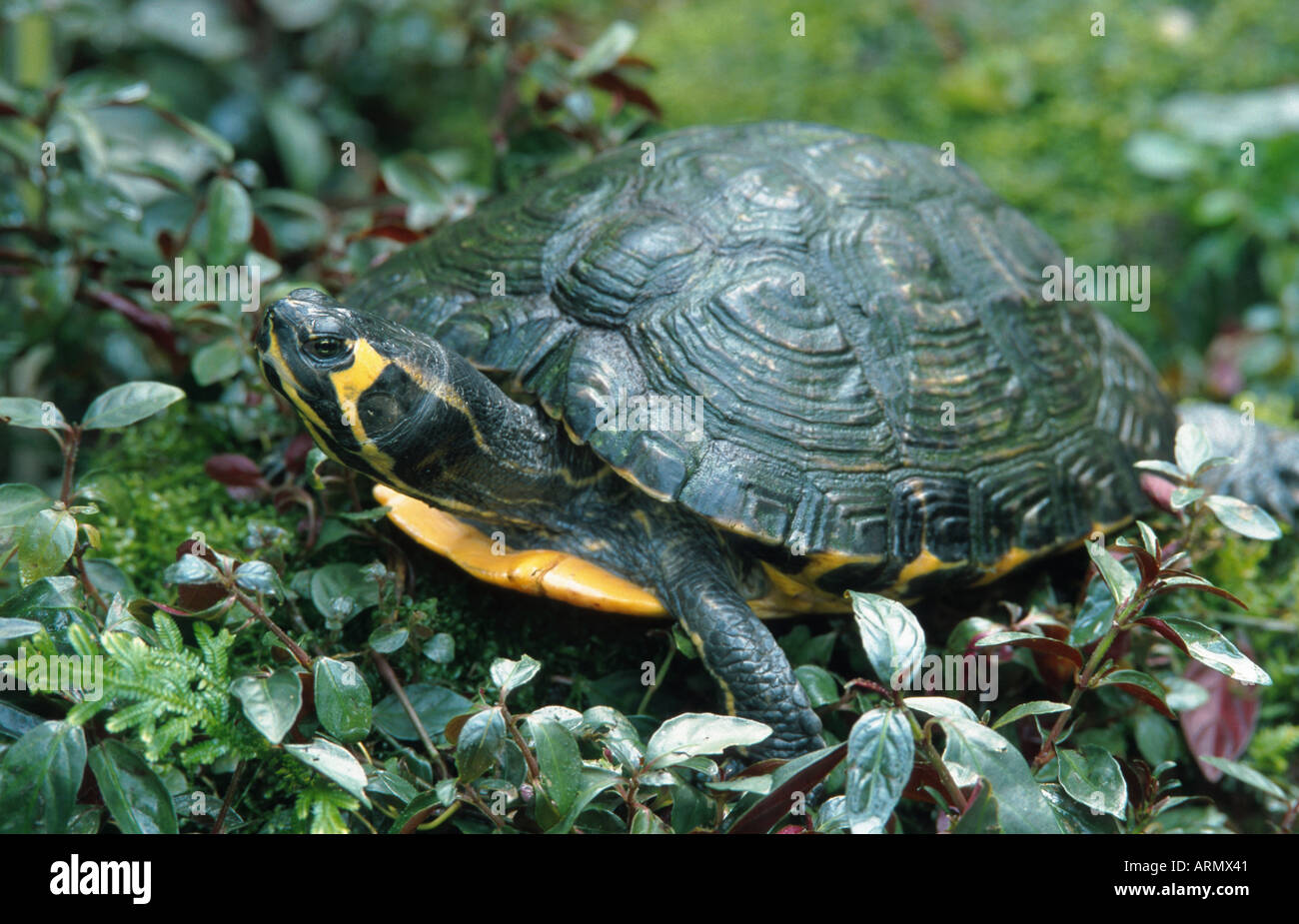 Pseudemys scripta scripta hi-res stock photography and images - Alamy