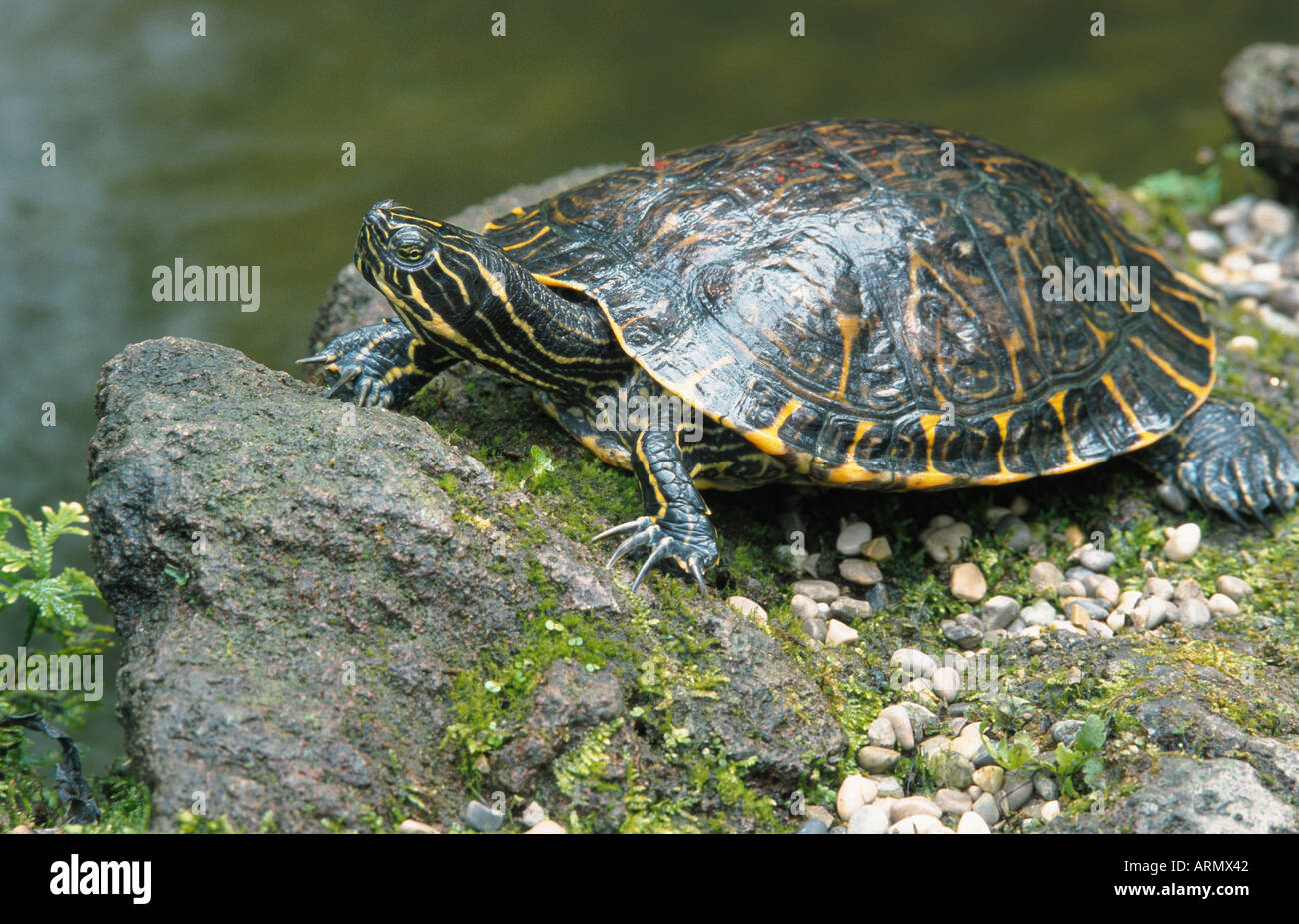 River cooter pseudemys concinna concinna hi-res stock photography and ...