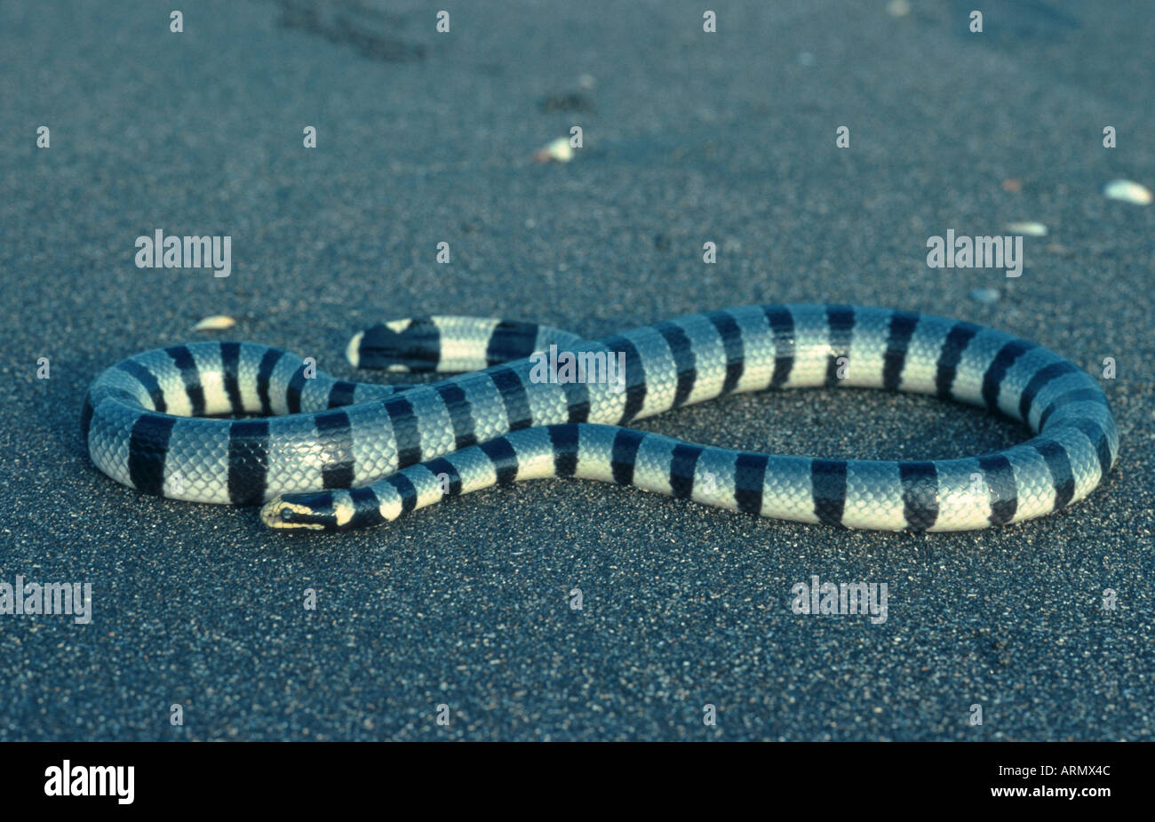 Blue Banded Sea Snake