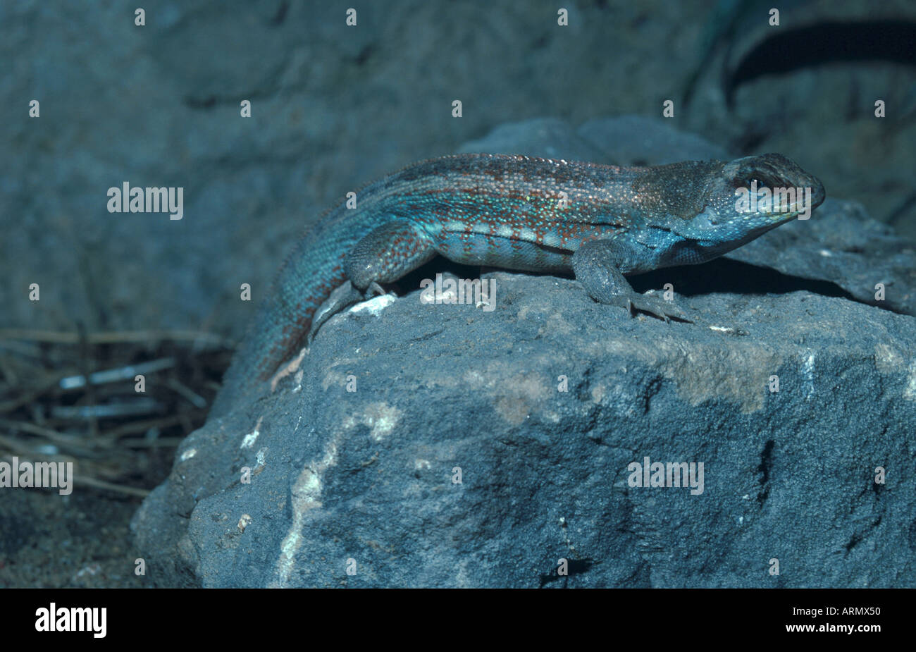 Haitian curlytail lizard (Leiocephalus personatus Stock Photo - Alamy