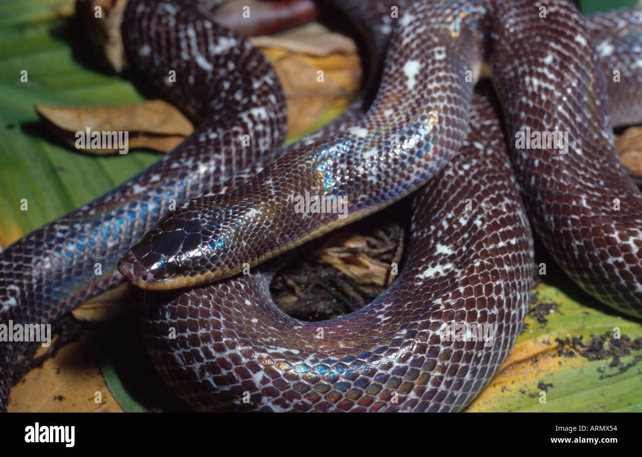 burrowing python, ground python, New World python (Loxocemus bicolor ...