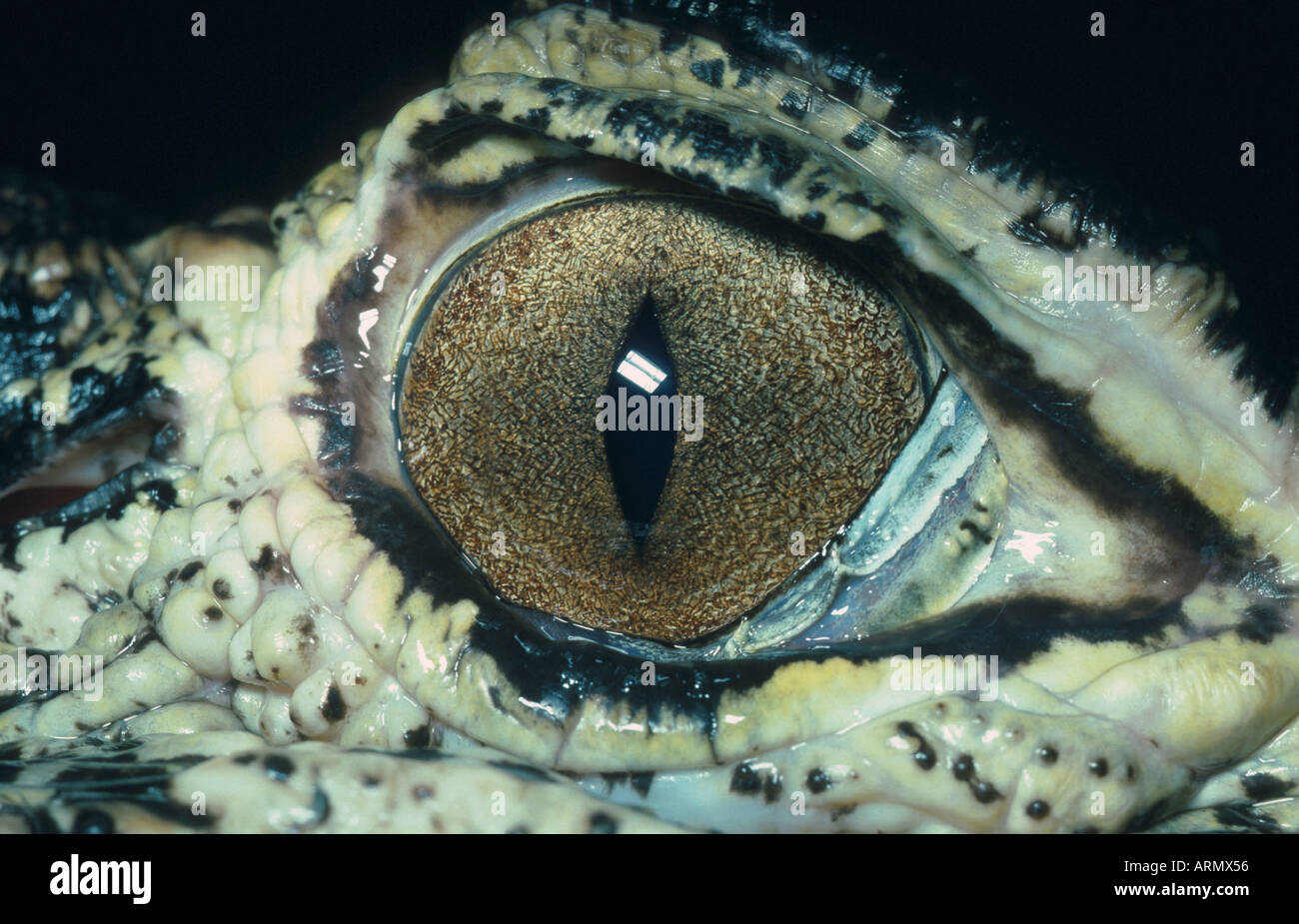 black caiman (Melanosuchus niger), eye, detail Stock Photo - Alamy