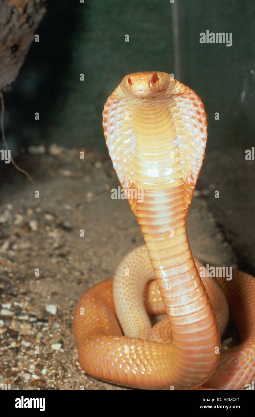 Sunset Monocled Cobra