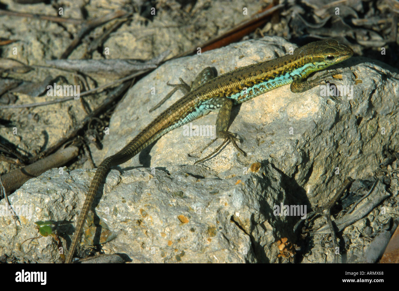 snake-eyed lizard (Ophisops elegans Stock Photo - Alamy
