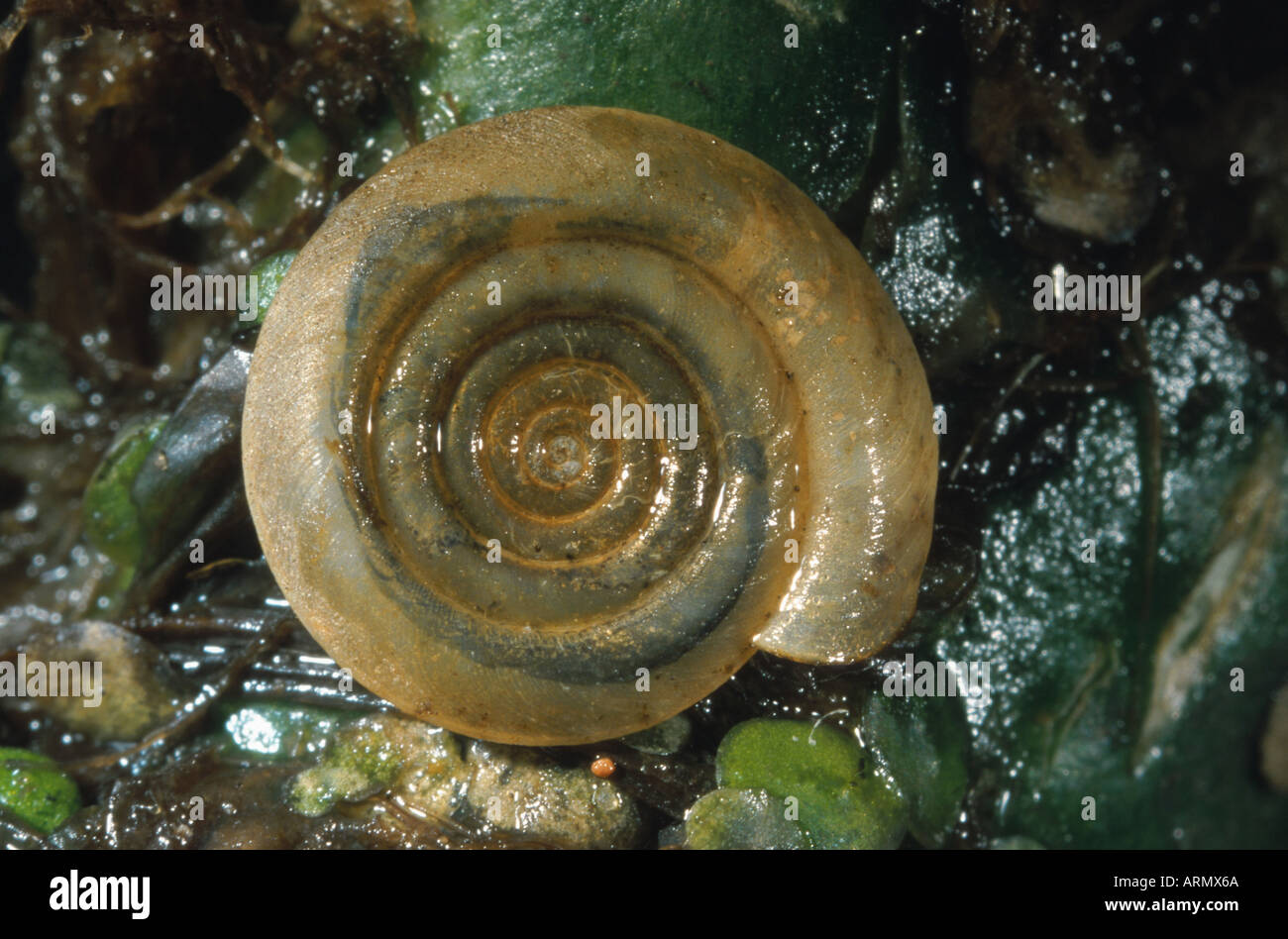 whirlpool ram's horn snail, whirlpool ramshorn snail (Anisus vortex ...