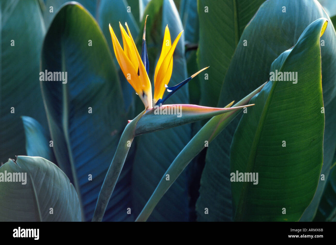Crane flower plant hi-res stock photography and images - Alamy