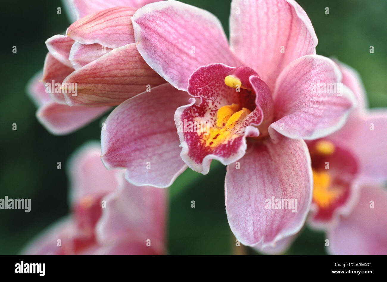 Cymbidium sort cymbidium lillian stewart hi-res stock photography and ...