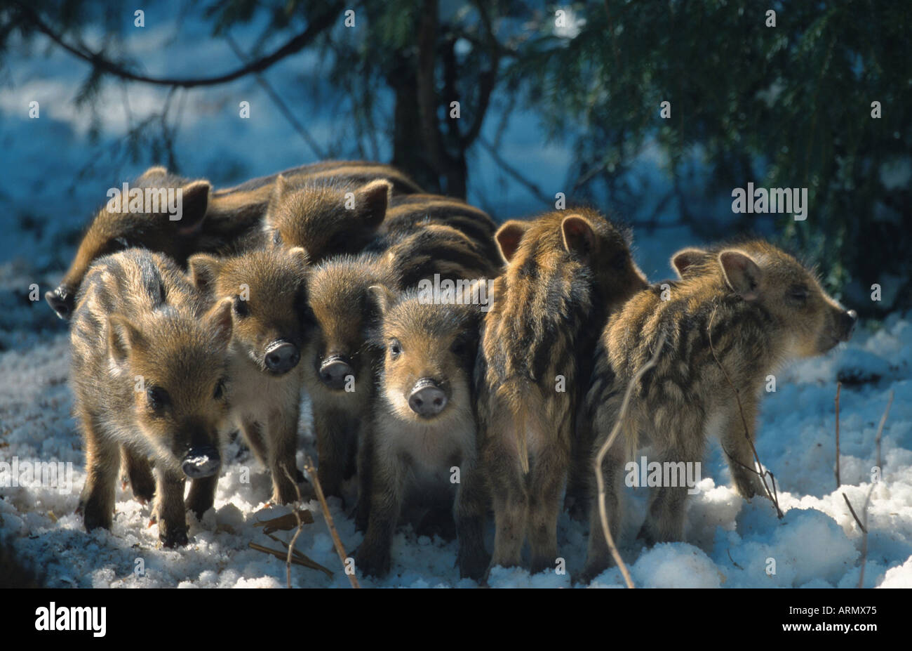 wild boar, pig (Sus scrofa), group of piglets, in snow, standing side ...