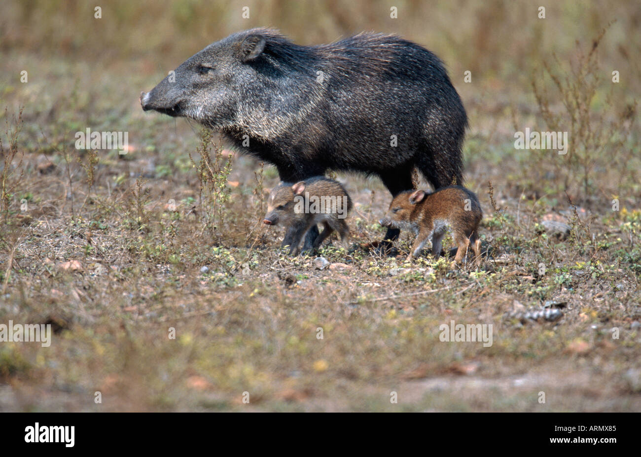 collared peccary (Tayassu tajacu), mother with two youngs Stock Photo ...