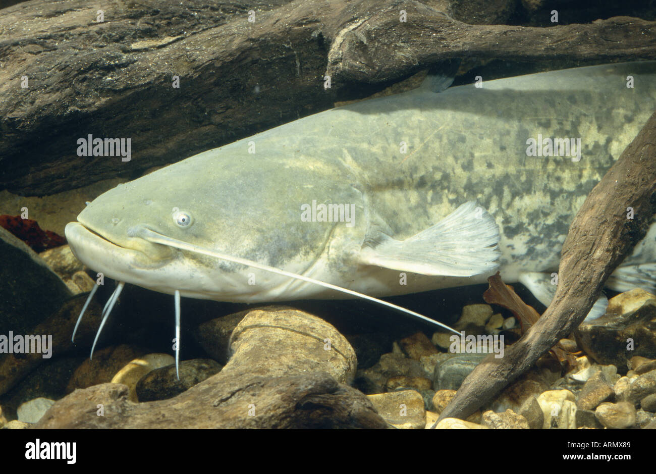 European catfish, wels, sheatfish, wels catfish (Silurus glanis ...
