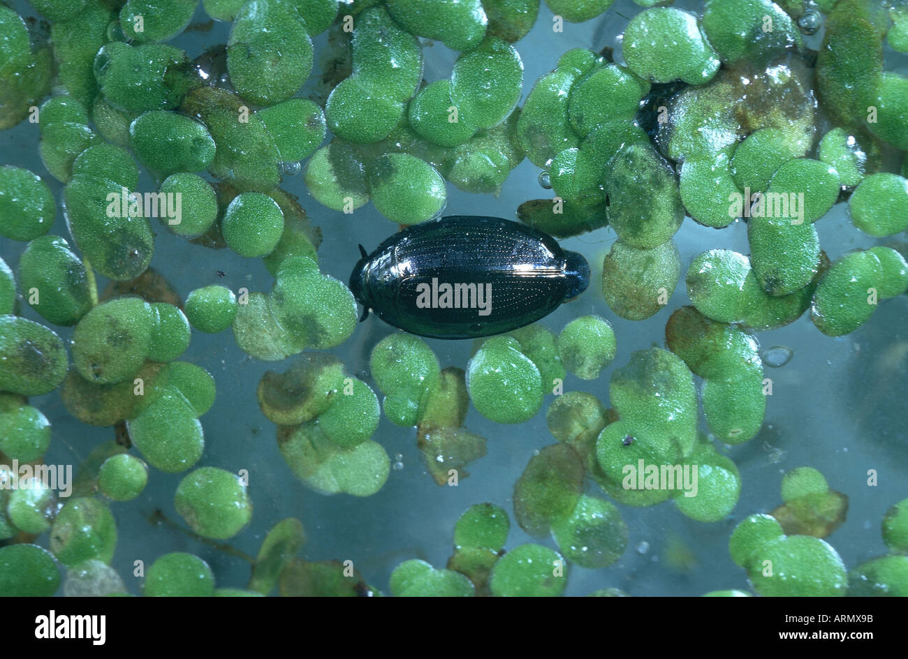 whirligig beetles (Gyrinus natator), on water surface Stock Photo - Alamy