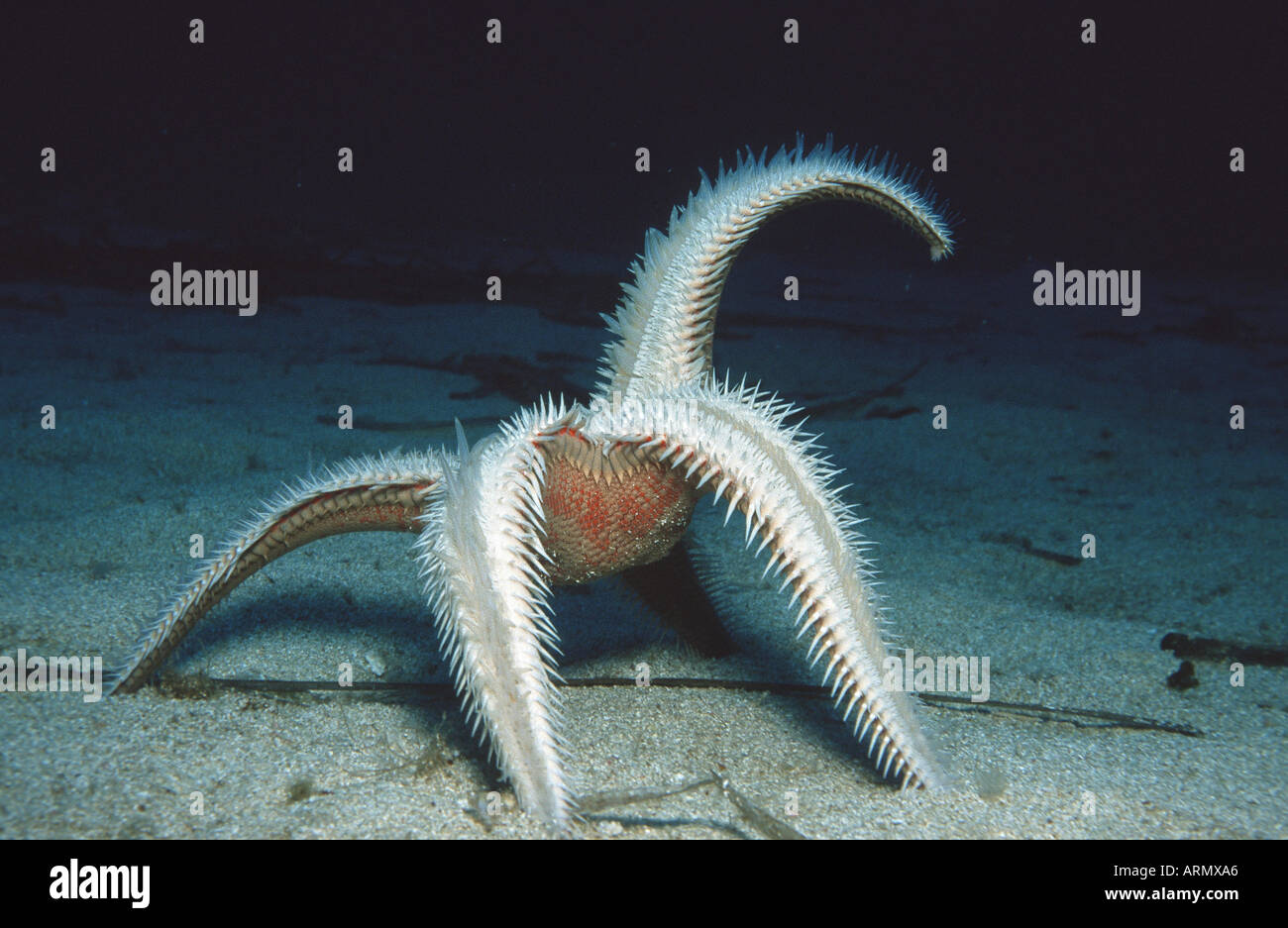 Astropecten aranciacus hi-res stock photography and images - Alamy