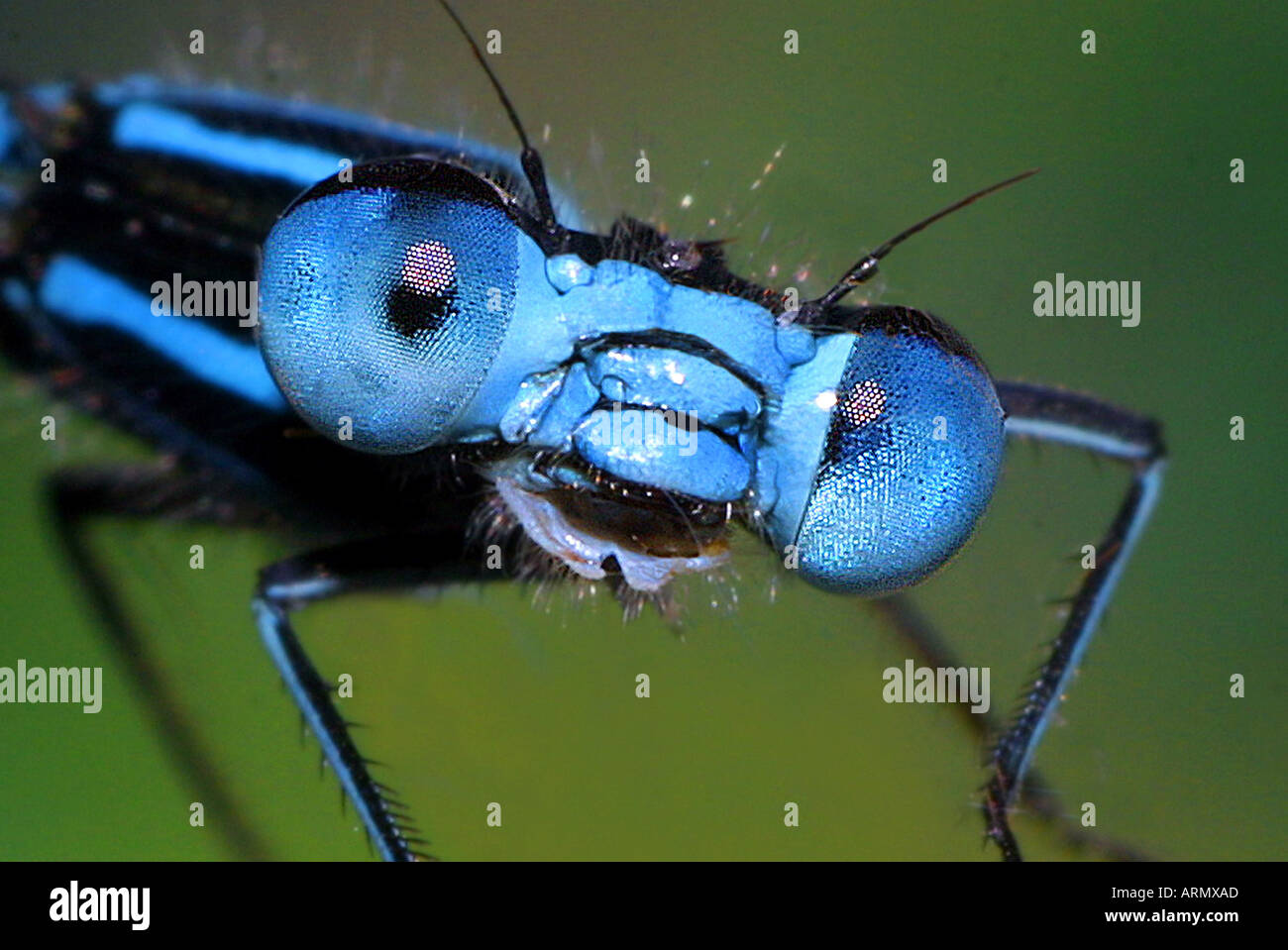 common ischnura, blue-tailed damselfly (Ischnura elegans), portrait ...