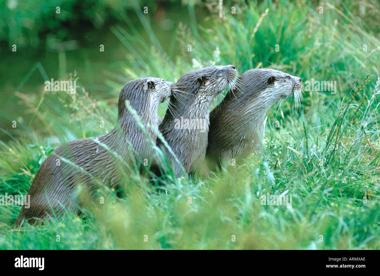 European river otter, European Otter, Eurasian Otter (Lutra lutra ...