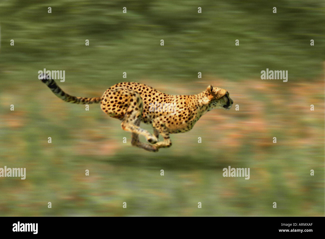 Running cheetahs hi-res stock photography and images - Alamy