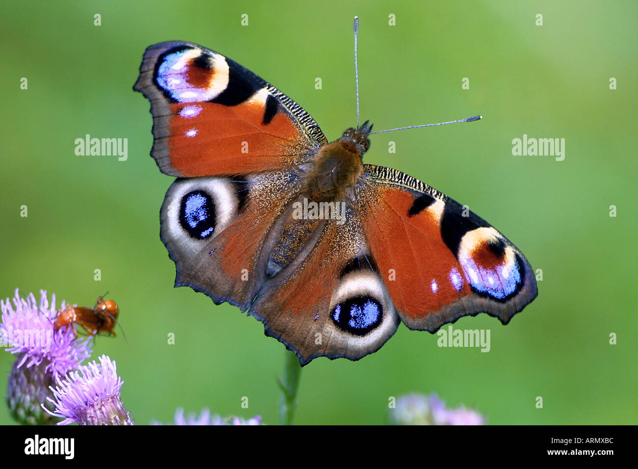 Automeris hi-res stock photography and images - Alamy