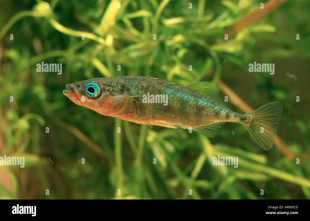 three-spined stickleback (Gasterosteus aculeatus), portrait of a single ...
