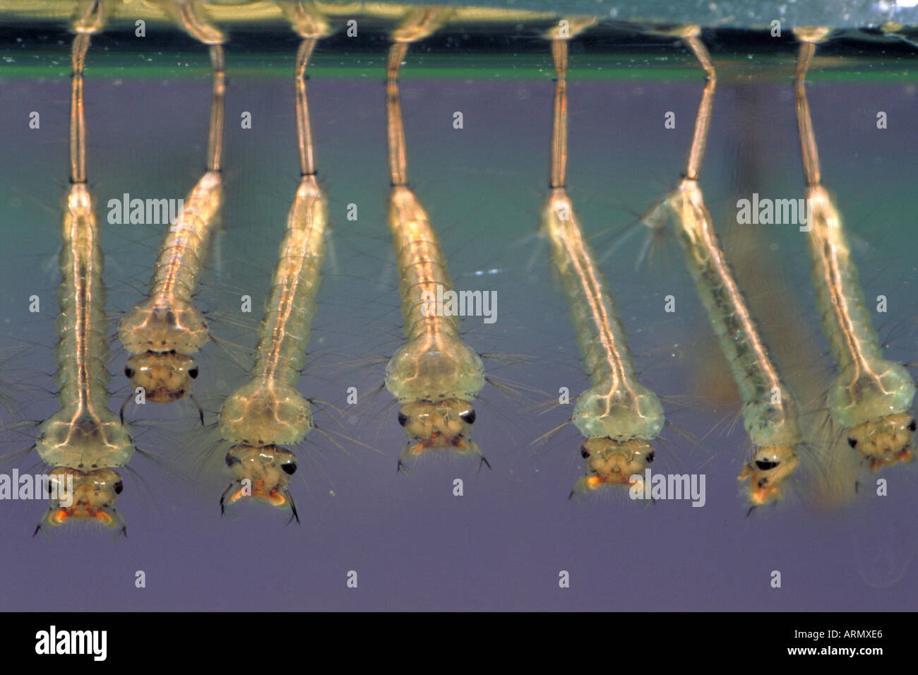 house mosquito, northern common house mosquito, common gnat, house gnat ...