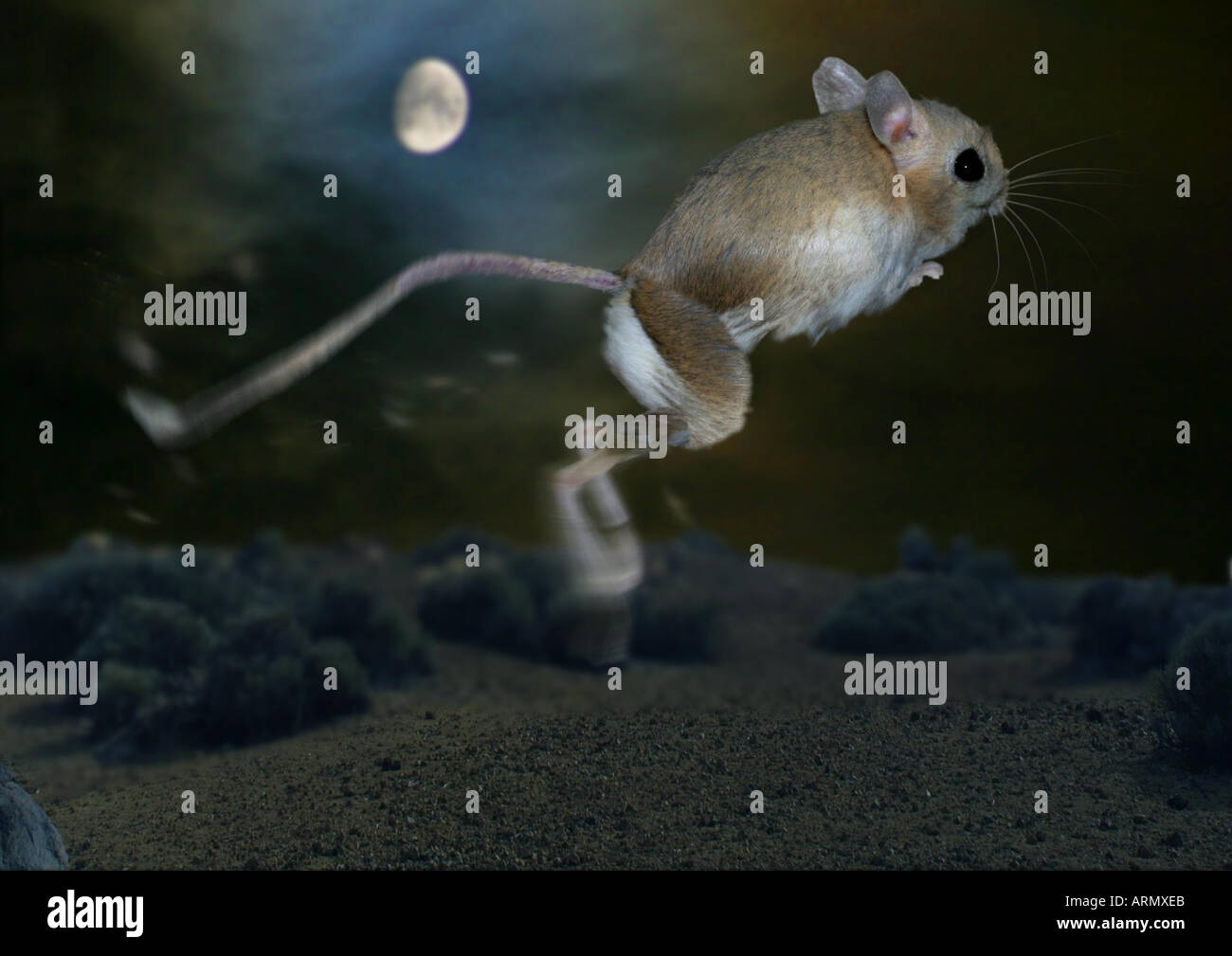 Desert Jerboa High Resolution Stock Photography and Images - Alamy