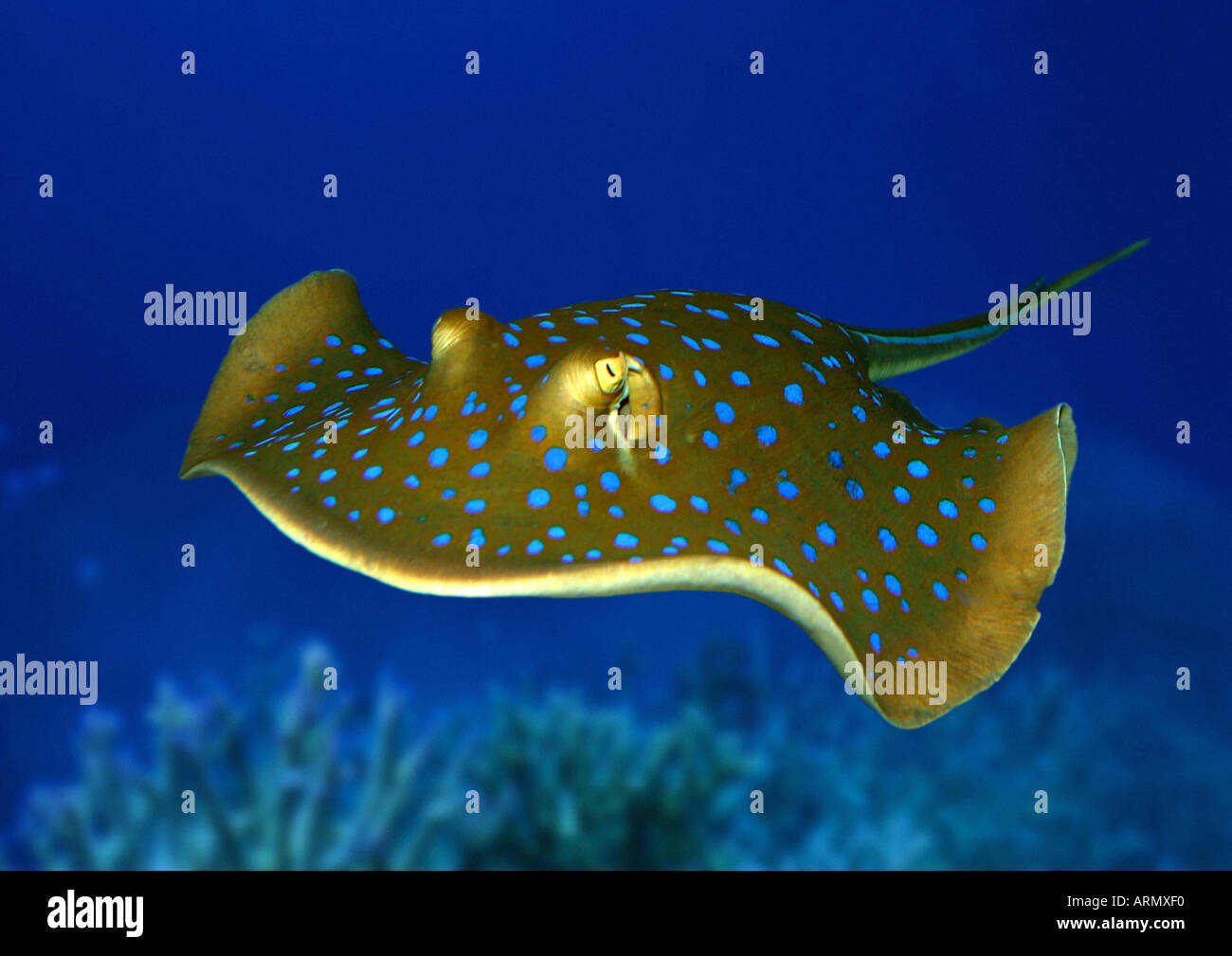 ribbontail stingray, blue-spotted stingray, blue-spotted lagoonray ... ribbontail stingray, blue-spotted stingray, blue-spotted lagoonray ...