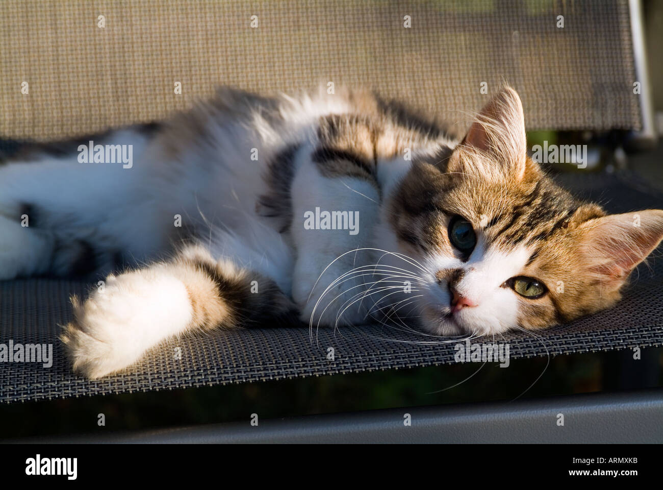 A cat looking straight at the camera, laying on it's side, relaxing on ...