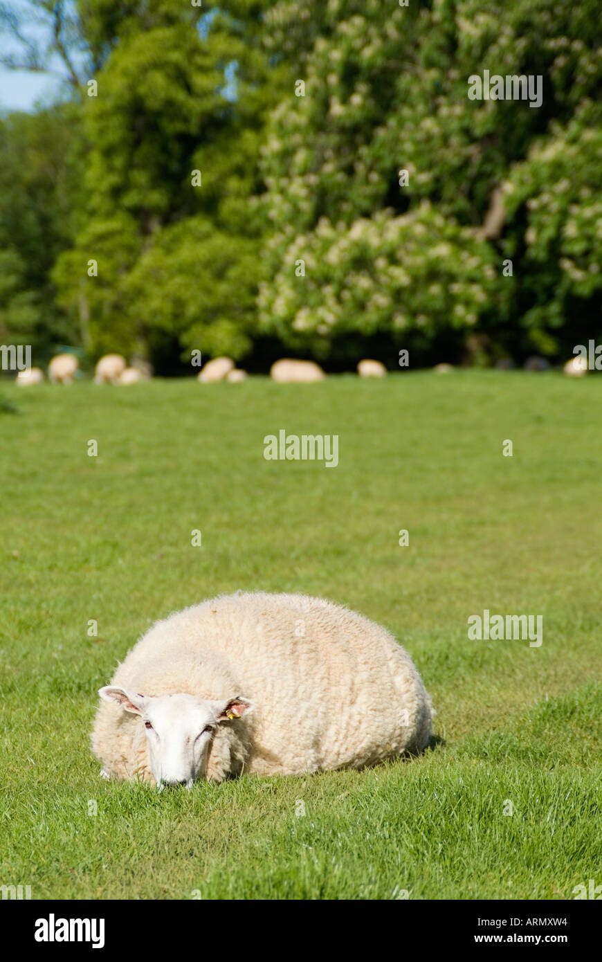 Sheep lying down sheep hi-res stock photography and images - Alamy