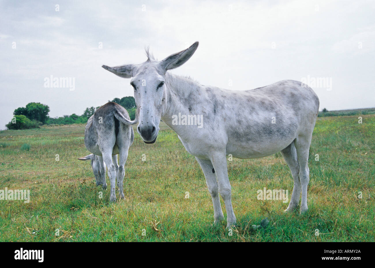 domestic donkey (Equus asinus f. asinus), white monkey, Hungary ...